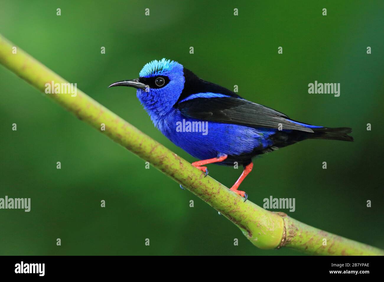 Oiseau pattes rouges Banque de photographies et d’images à haute ...