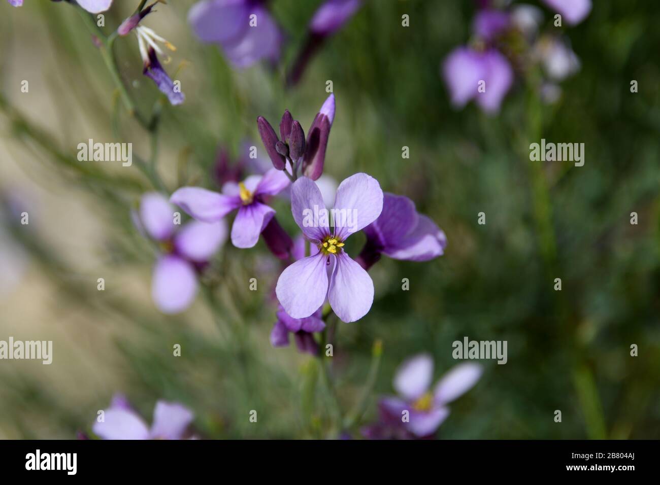 L'aspera de Matthiola, une violette florissante, Après une saison des ...