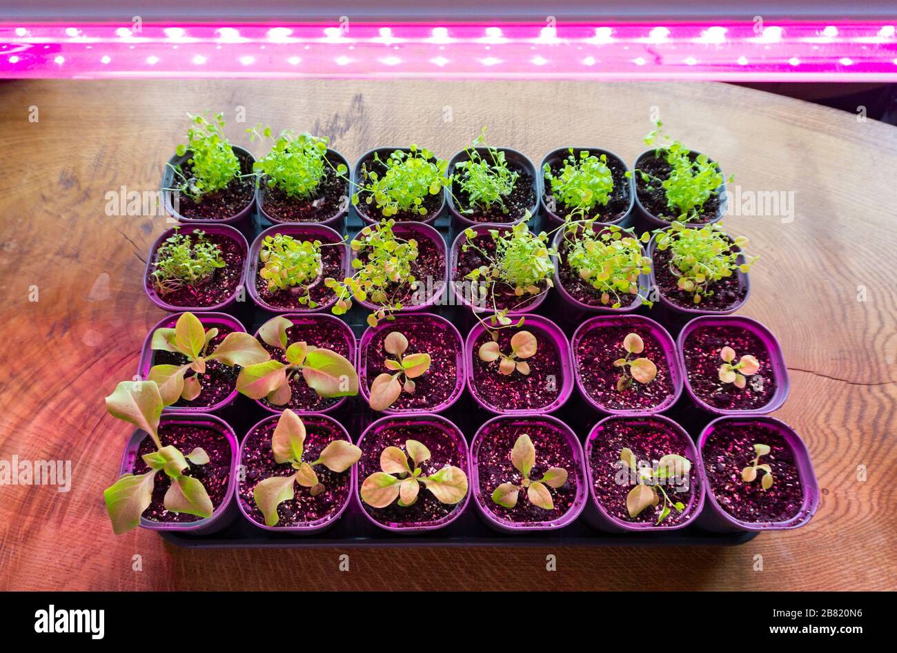 Uv light petunia Banque de photographies et d’images à haute résolution ...