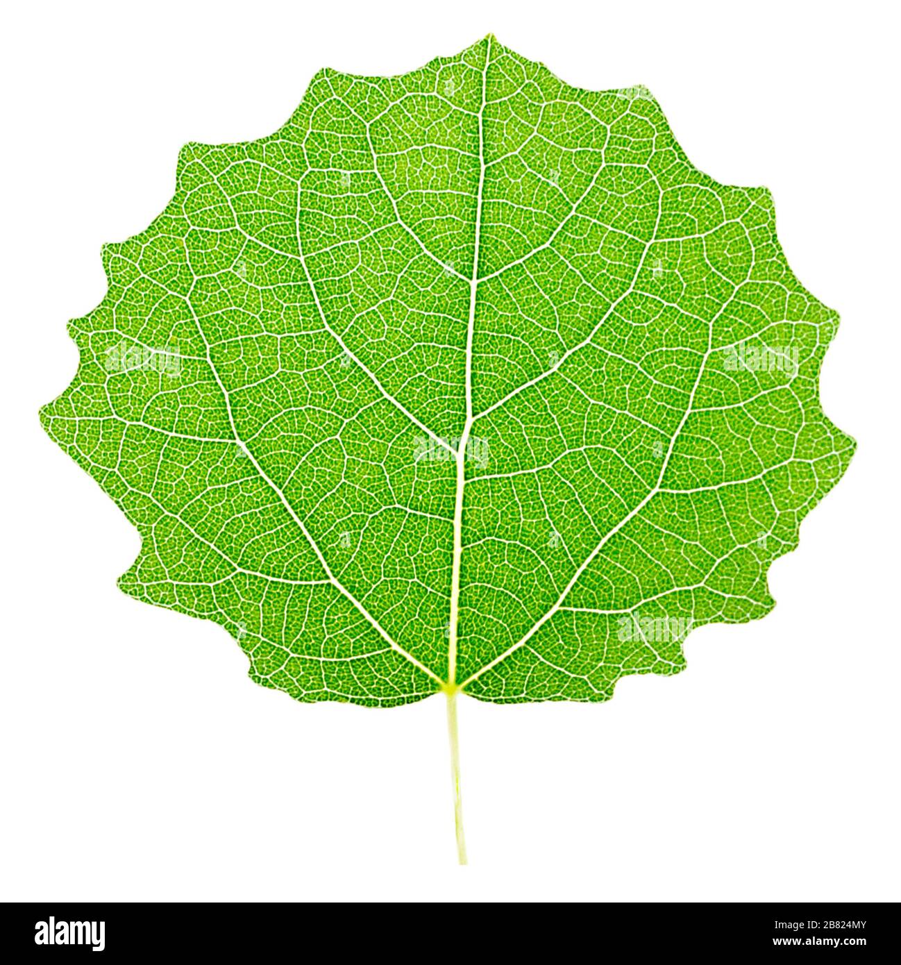 Nervation des feuilles Banque d'images détourées - Alamy