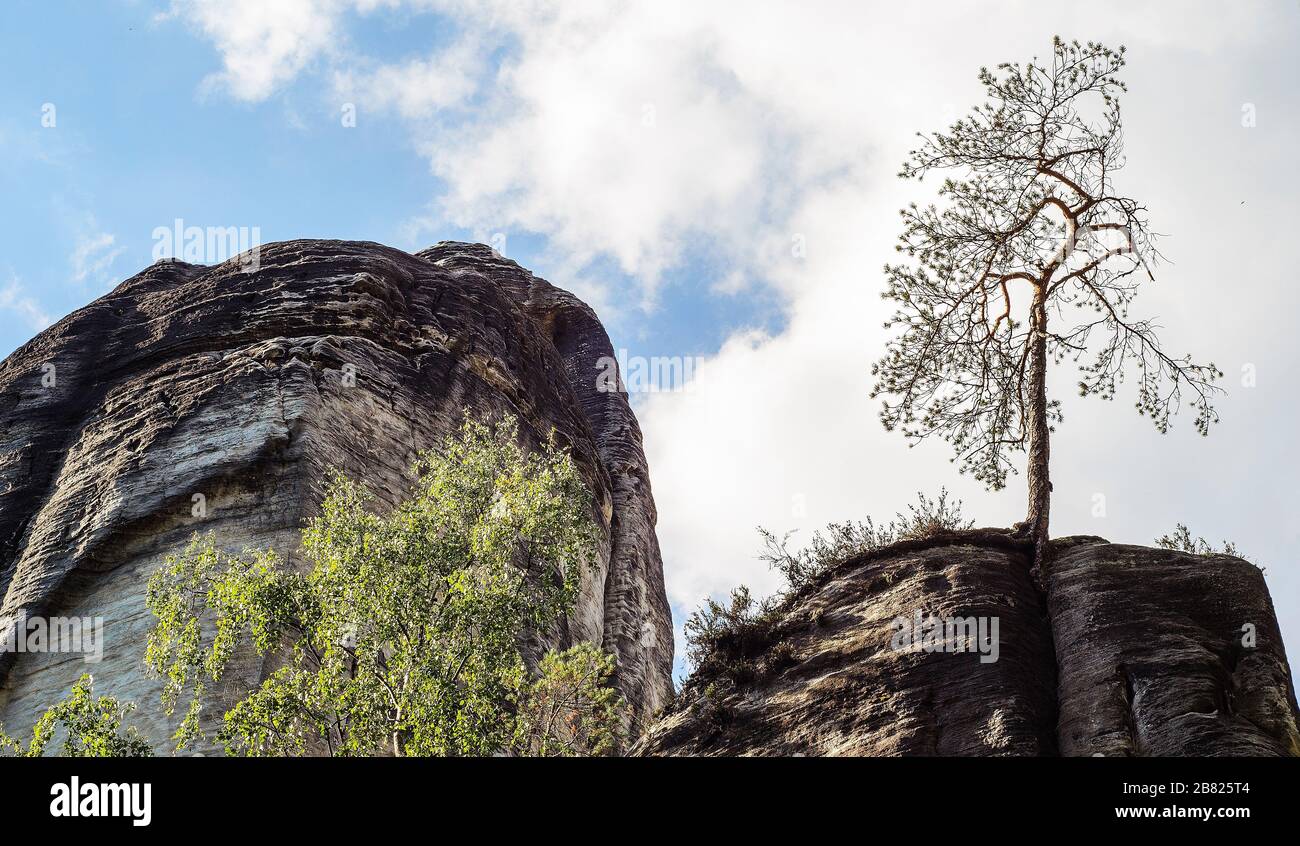 Arbre qui pousse sur un rocher Banque de photographies et d’images à ...