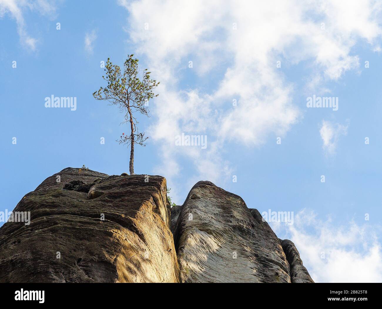 Arbre qui pousse sur un rocher Banque de photographies et d’images à ...
