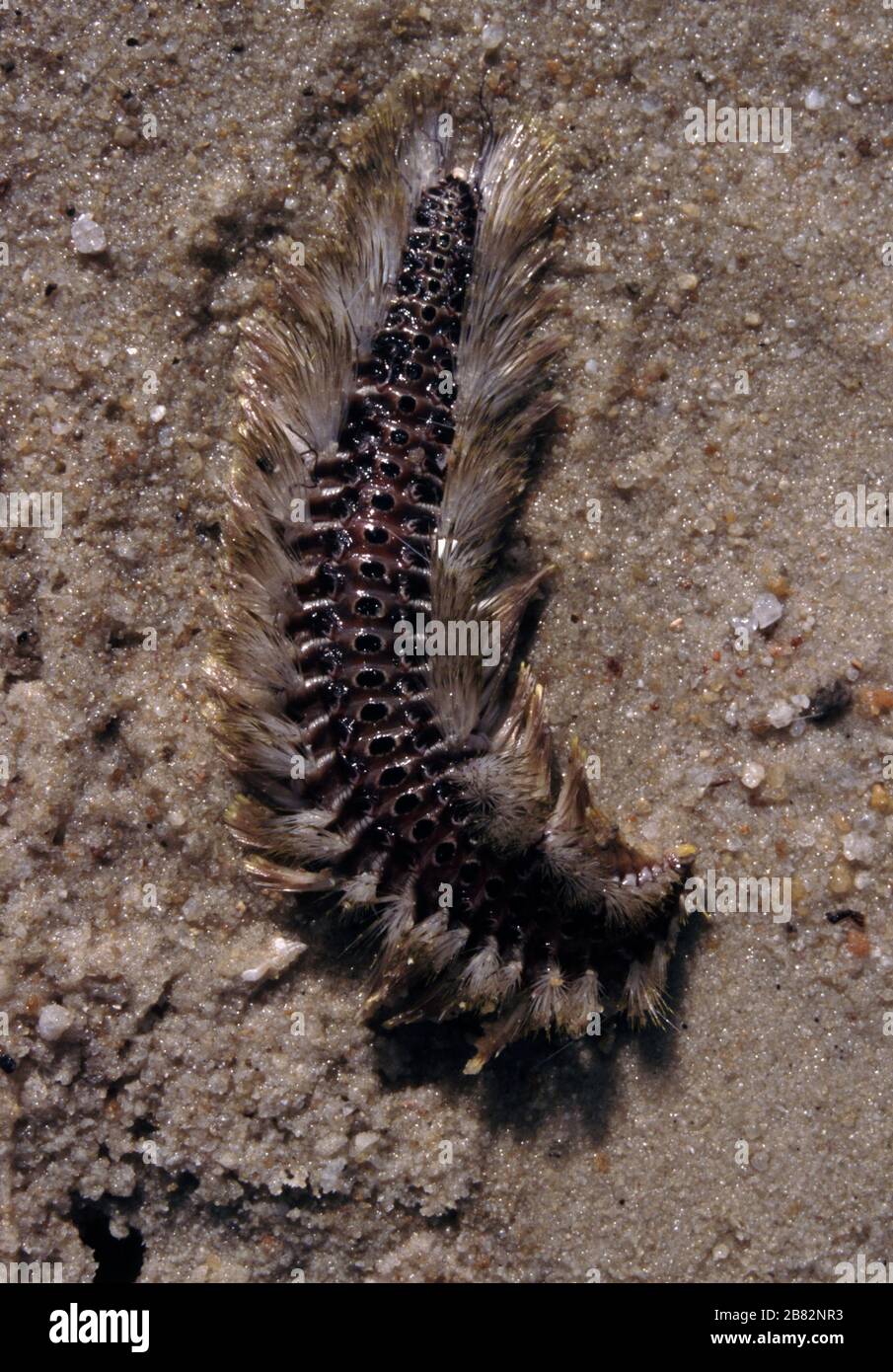 Chloeia sp Banque de photographies et d’images à haute résolution - Alamy