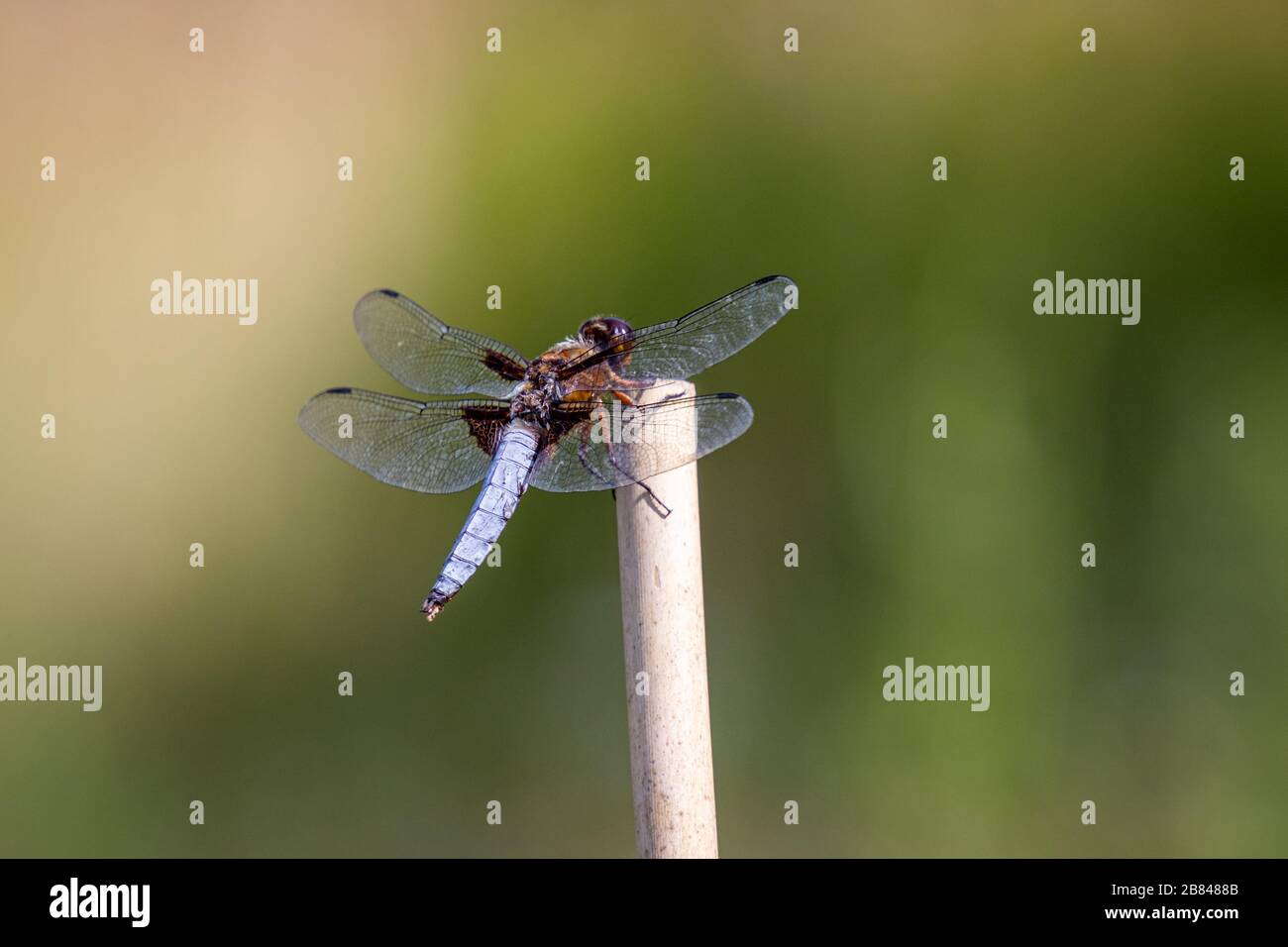 Empereur anax imperator Banque de photographies et d’images à haute résolution - Alamy