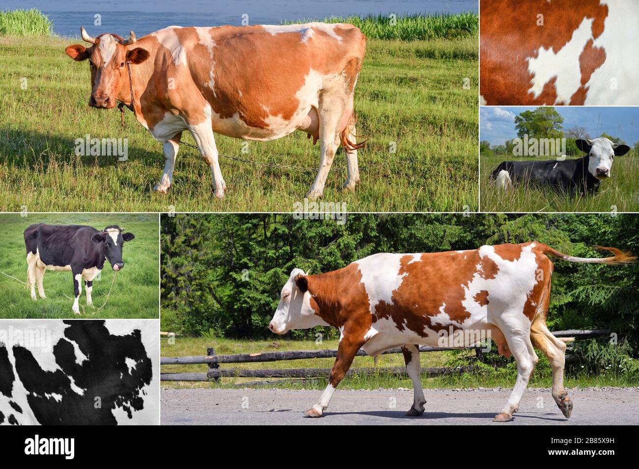 Collage de vaches de pâturage et de crottes sur le terrain. Concept d ...