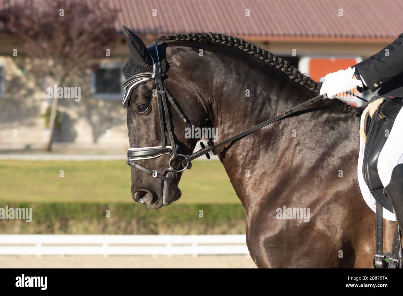 Cheval Pure Race Espagnole Banque d'image et photos - Alamy