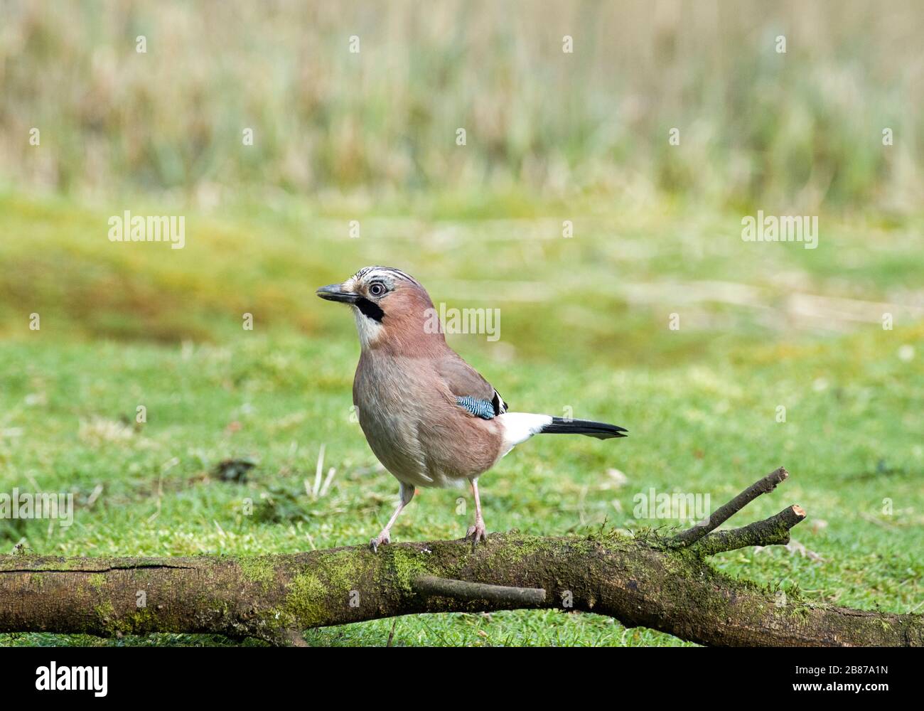 Hurle bruyamment Banque de photographies et d’images à haute résolution ...