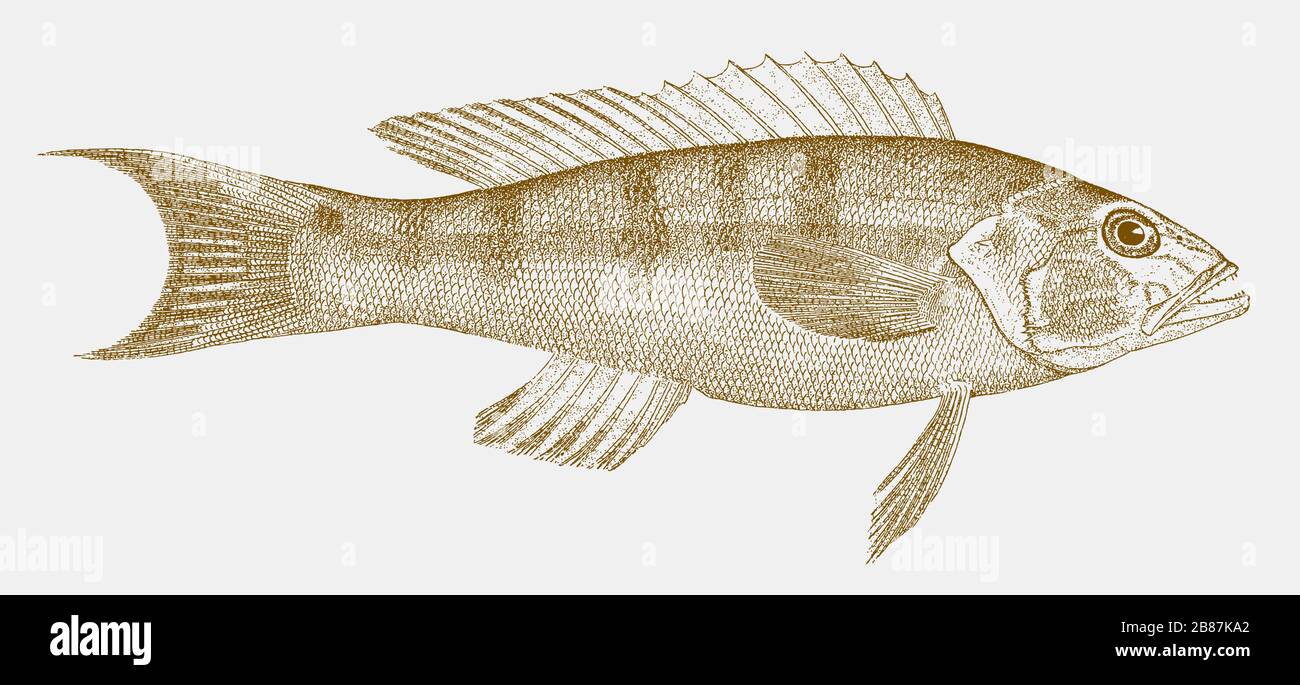 Poisson perche de sable Banque d'images vectorielles - Alamy