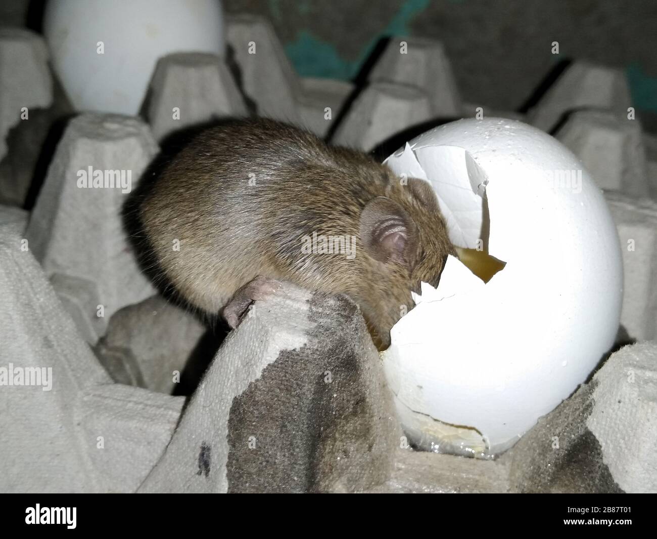 Une photo de rat mange un oeuf de poulet Photo Stock - Alamy