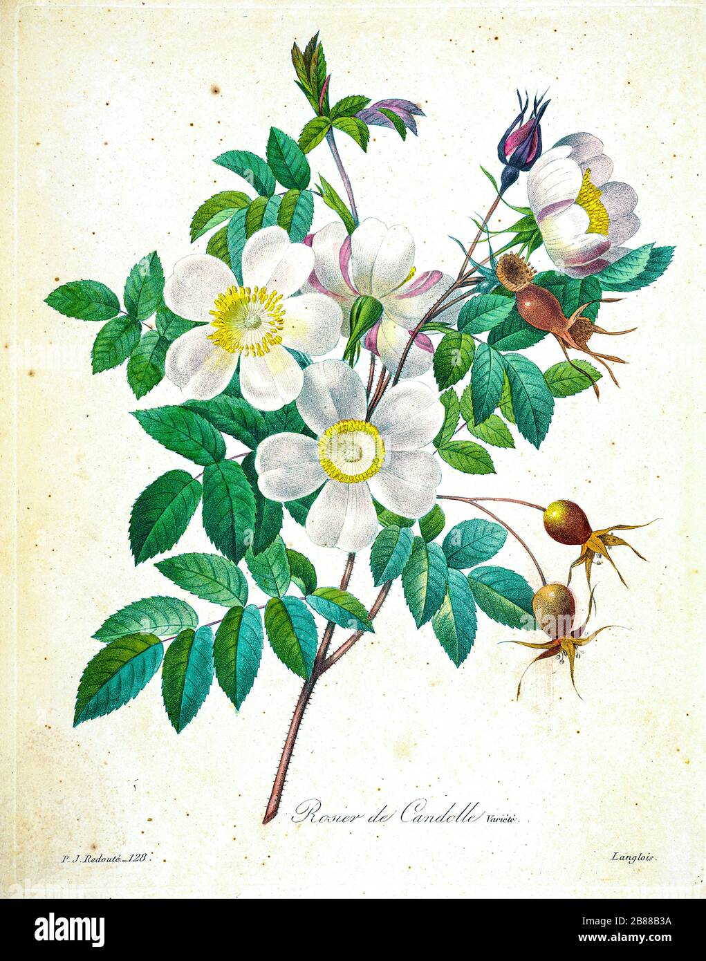 Rose by pierre joseph redoute Banque de photographies et d’images à ...