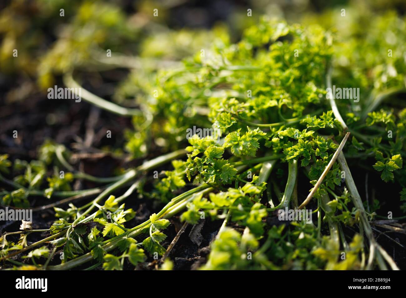 Ferme de germination Banque de photographies et d’images à haute ...