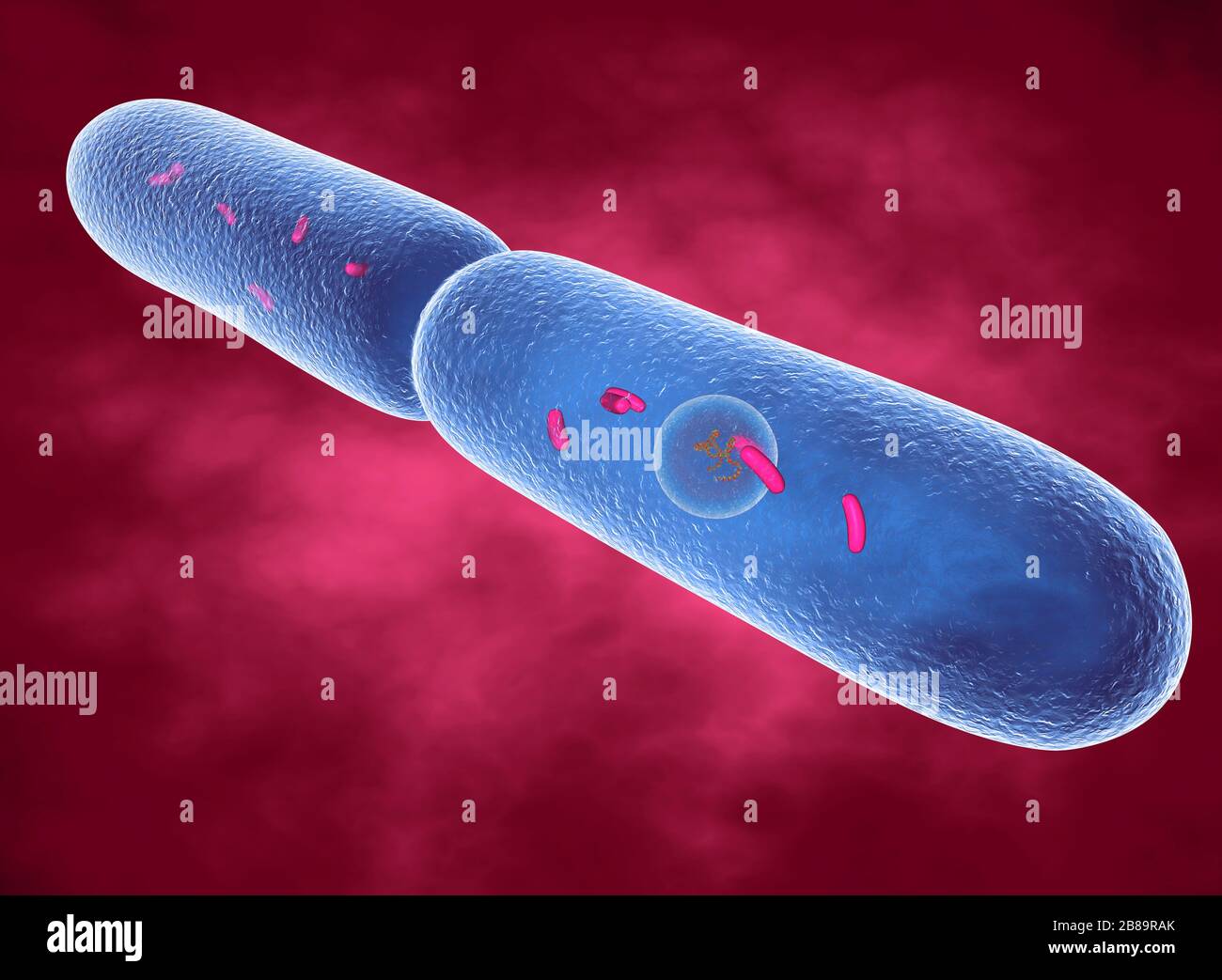 Bacillus subtilis bacteria Banque de photographies et d’images à haute ...