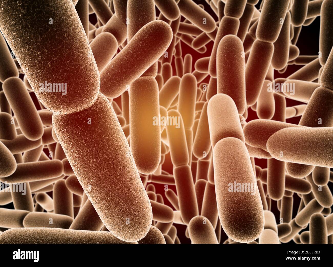 Bacillus subtilis bacteria Banque de photographies et d’images à haute ...