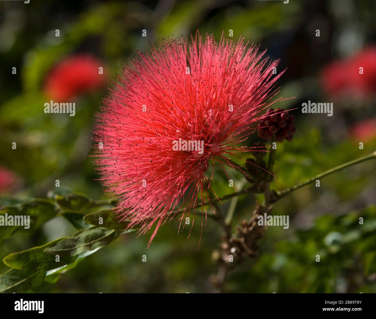 Calliandra haematocephala Banque de photographies et d’images à haute ...