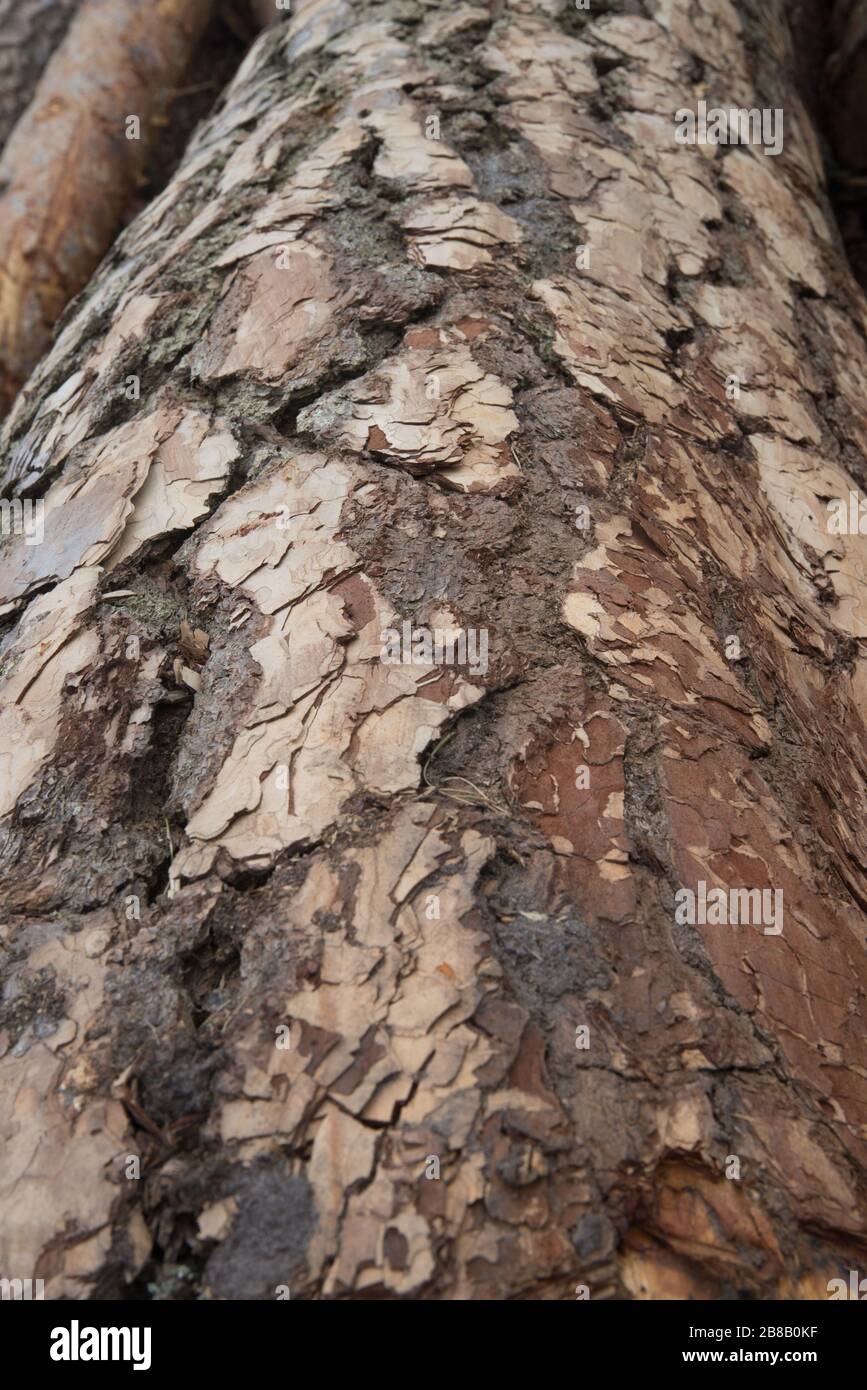 Pin arbre planche botanique Banque de photographies et d’images à haute ...