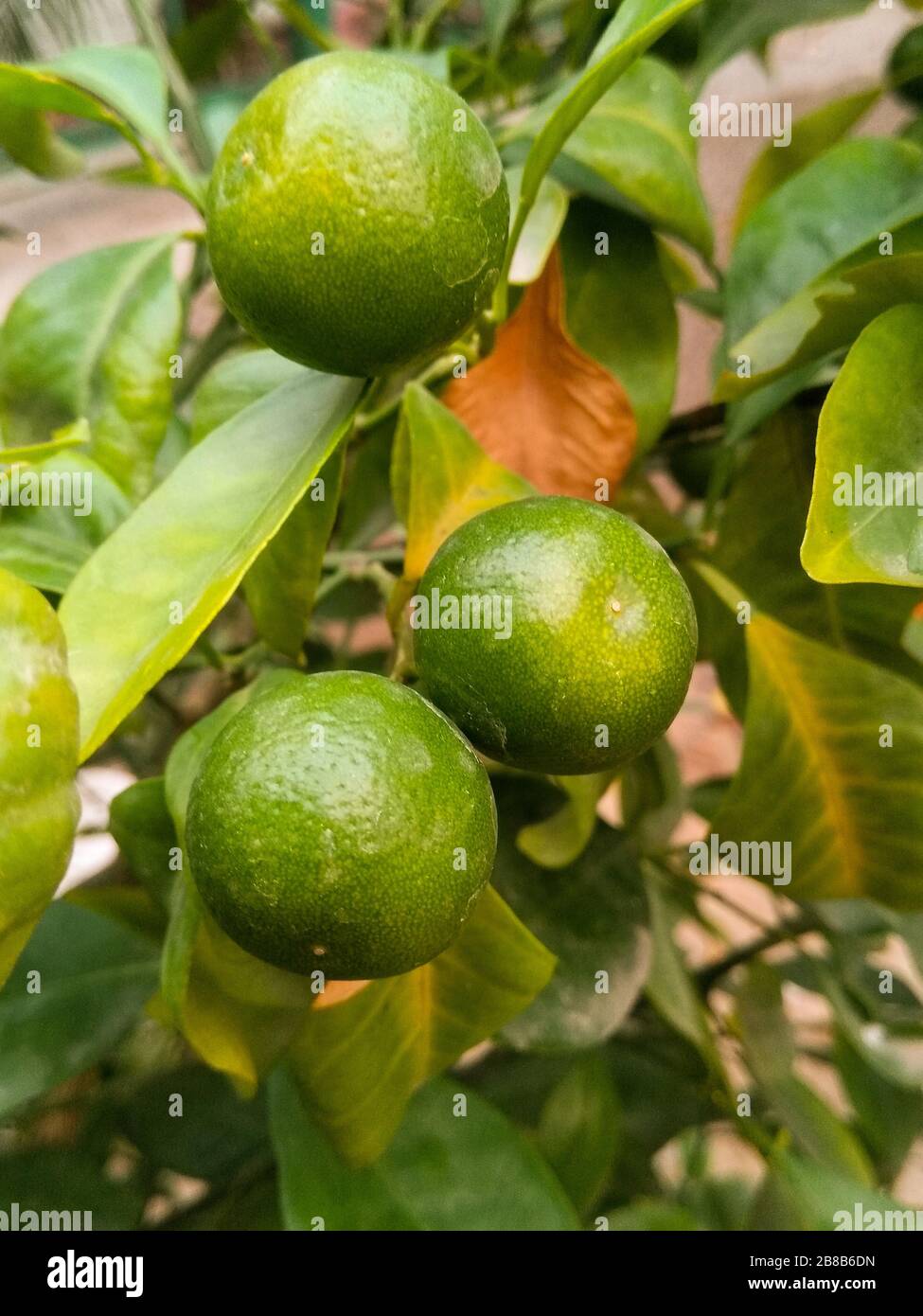 Vert et orange Banque de photographies et d’images à haute résolution ...