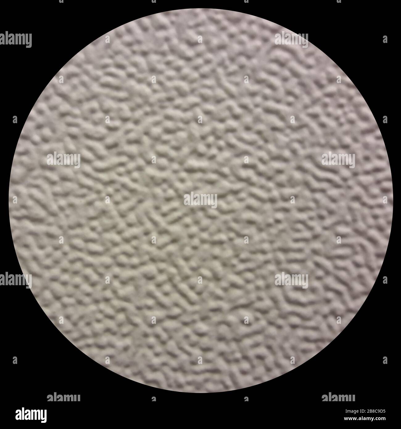 Bactéries ou cellules sous microscope. Multiplication de bactéries ou d ...