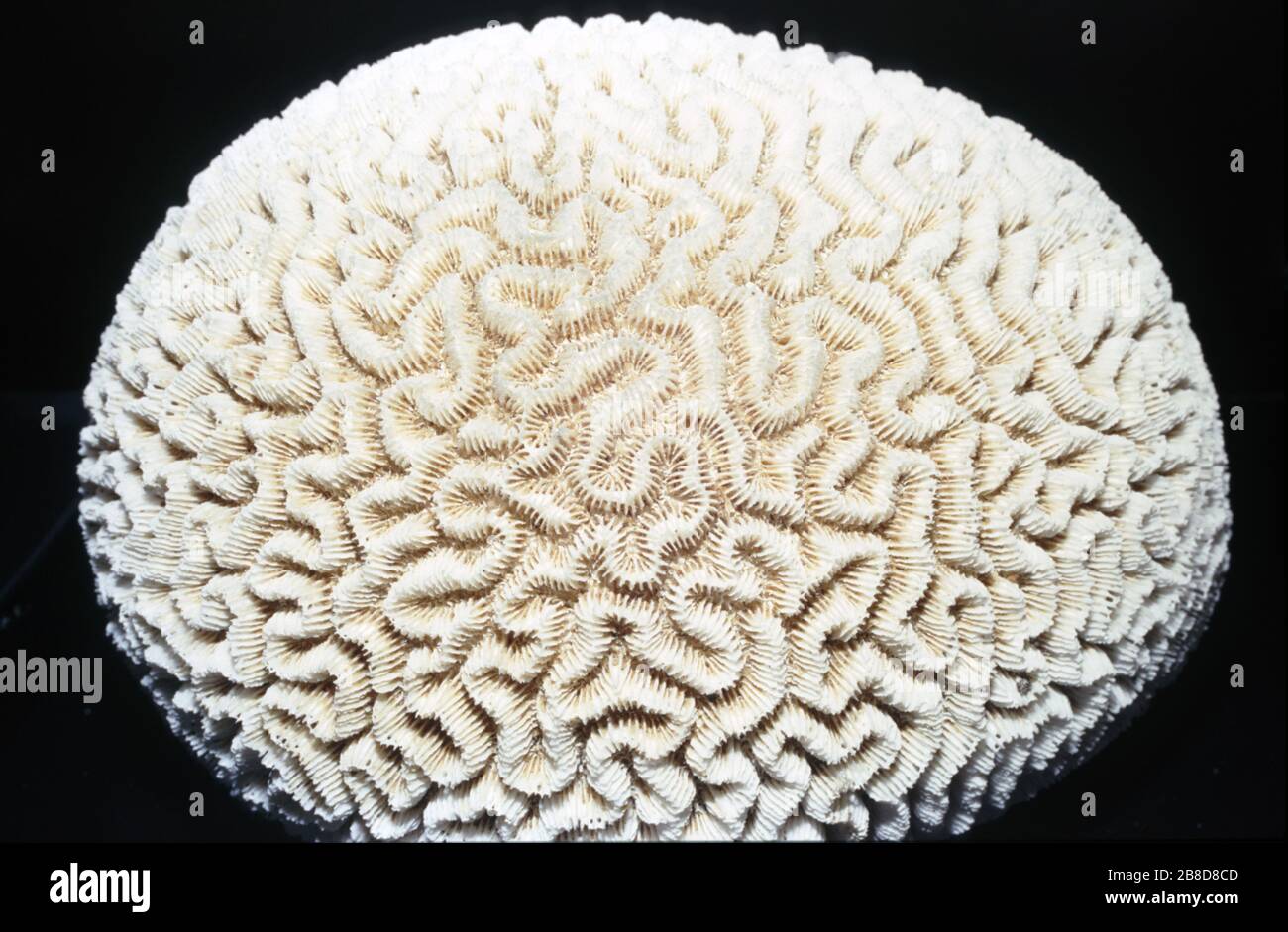 Corail cerveau rouge Banque de photographies et d’images à haute ...