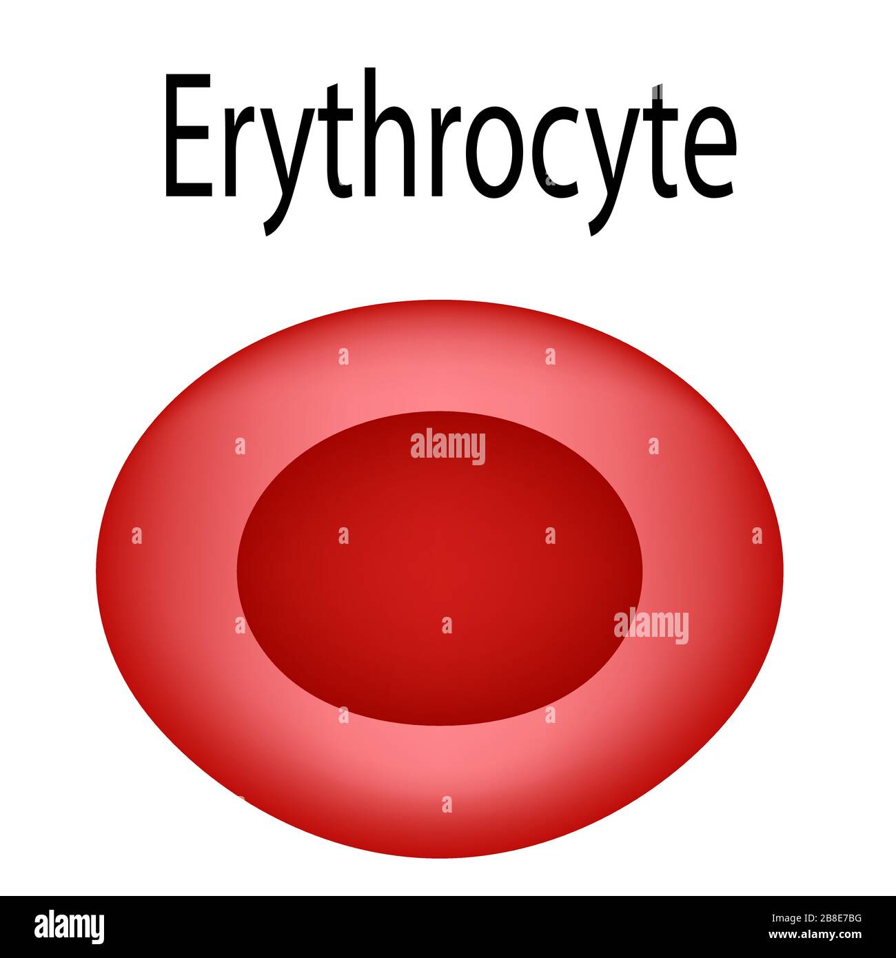 La structure de la cellule de sang rouge. Globules érythrocytes. La ...