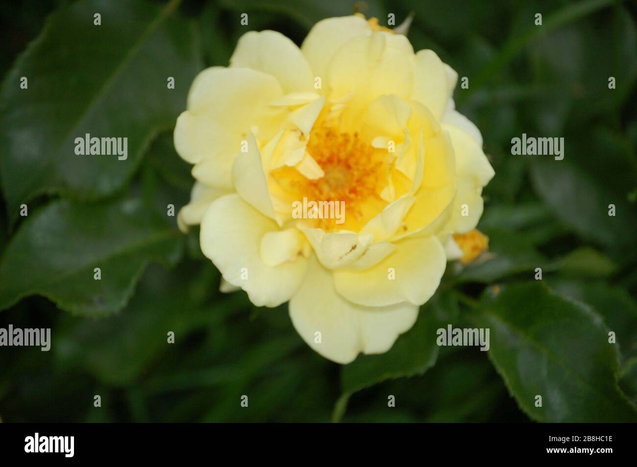 Gelber engel Banque de photographies et d’images à haute résolution - Alamy