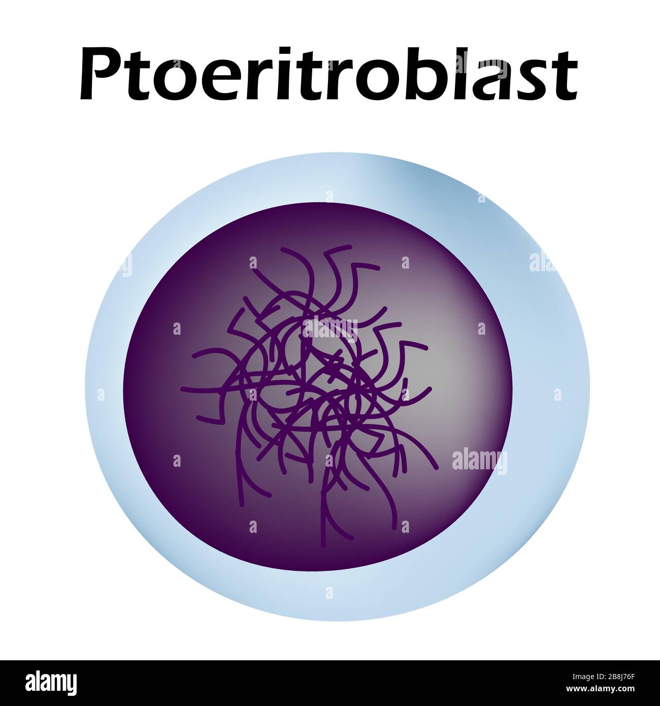 La structure de l'érythrocyte. Globules érythrocytes. La structure de ...