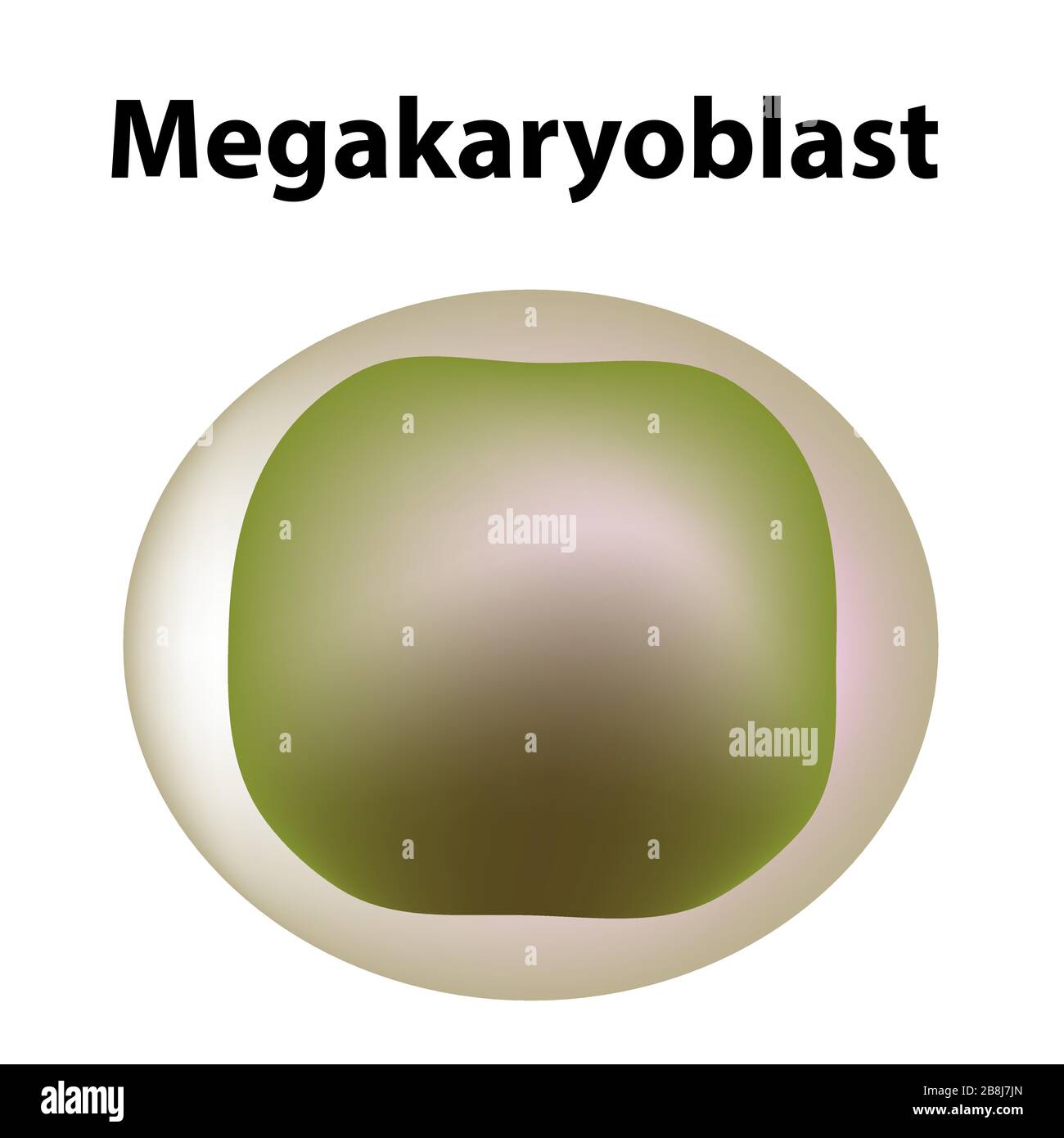 La structure des plaquettes. Les plaquettes sont une cellule de sang ...