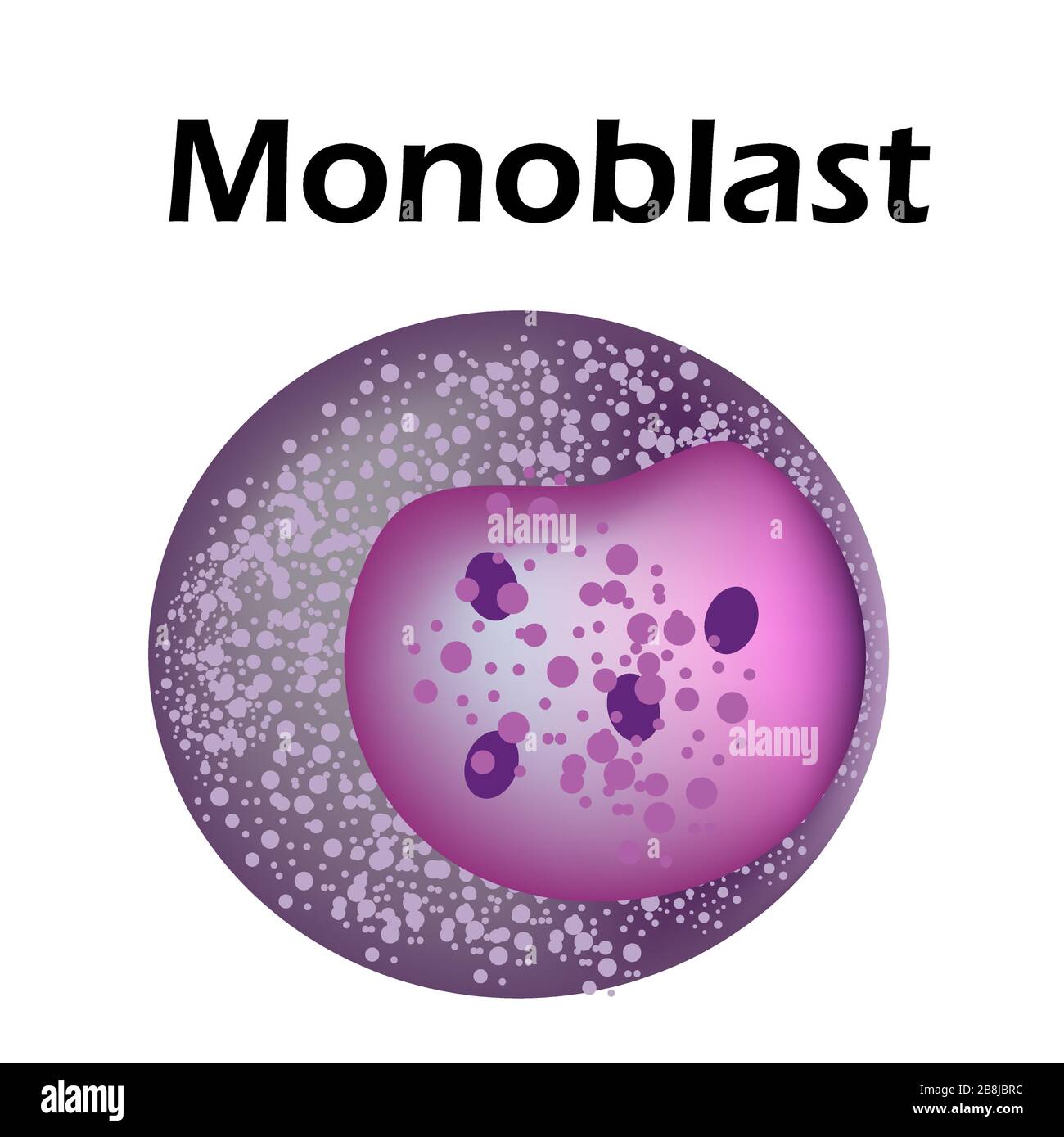 La structure du monocyte. Cellules sanguines monocytes. Macrophage ...