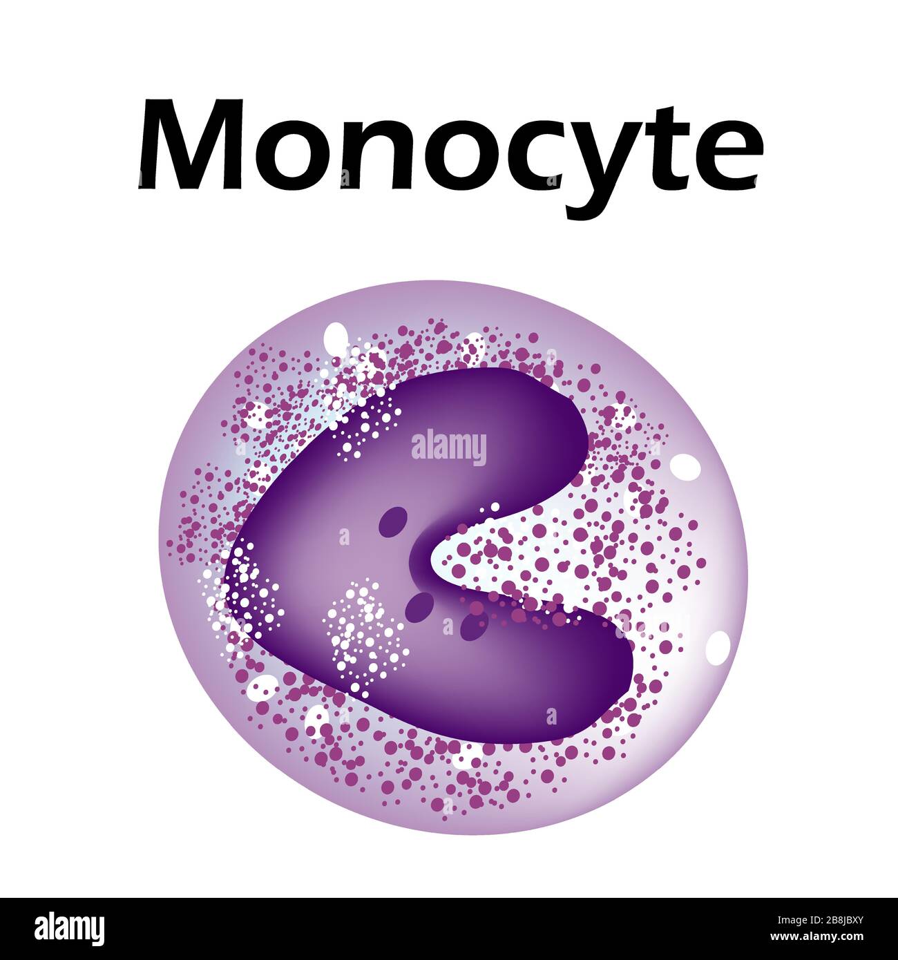 La structure du monocyte. Cellules sanguines monocytes. Macrophage ...