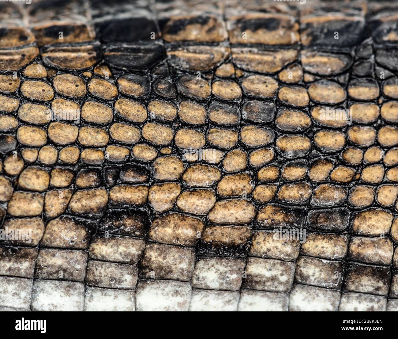 Baby gavial crocodile Banque de photographies et d’images à haute ...