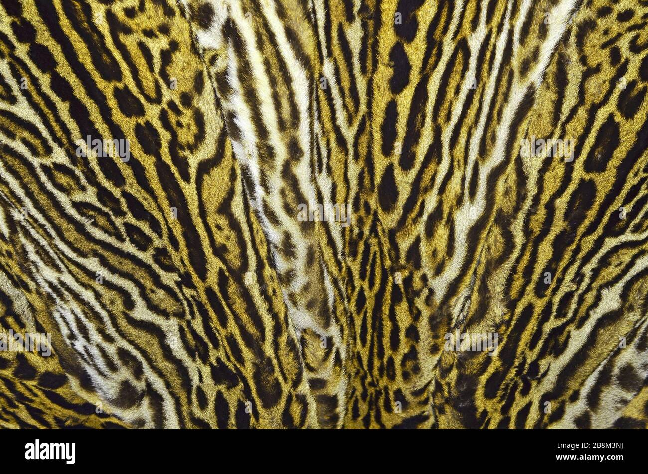 Textures de pelage Banque de photographies et d’images à haute ...