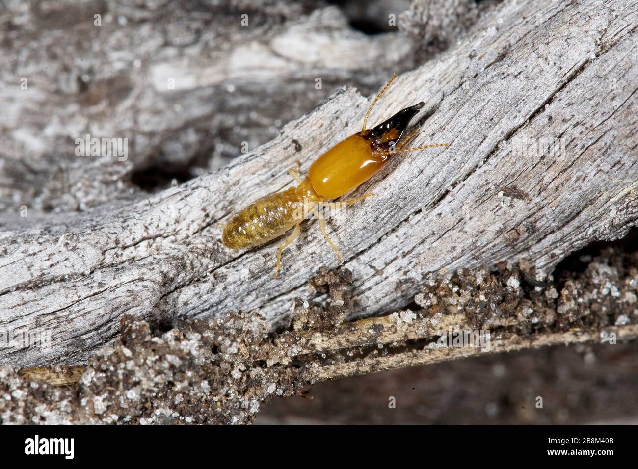 Soldat termites Banque de photographies et d’images à haute résolution ...