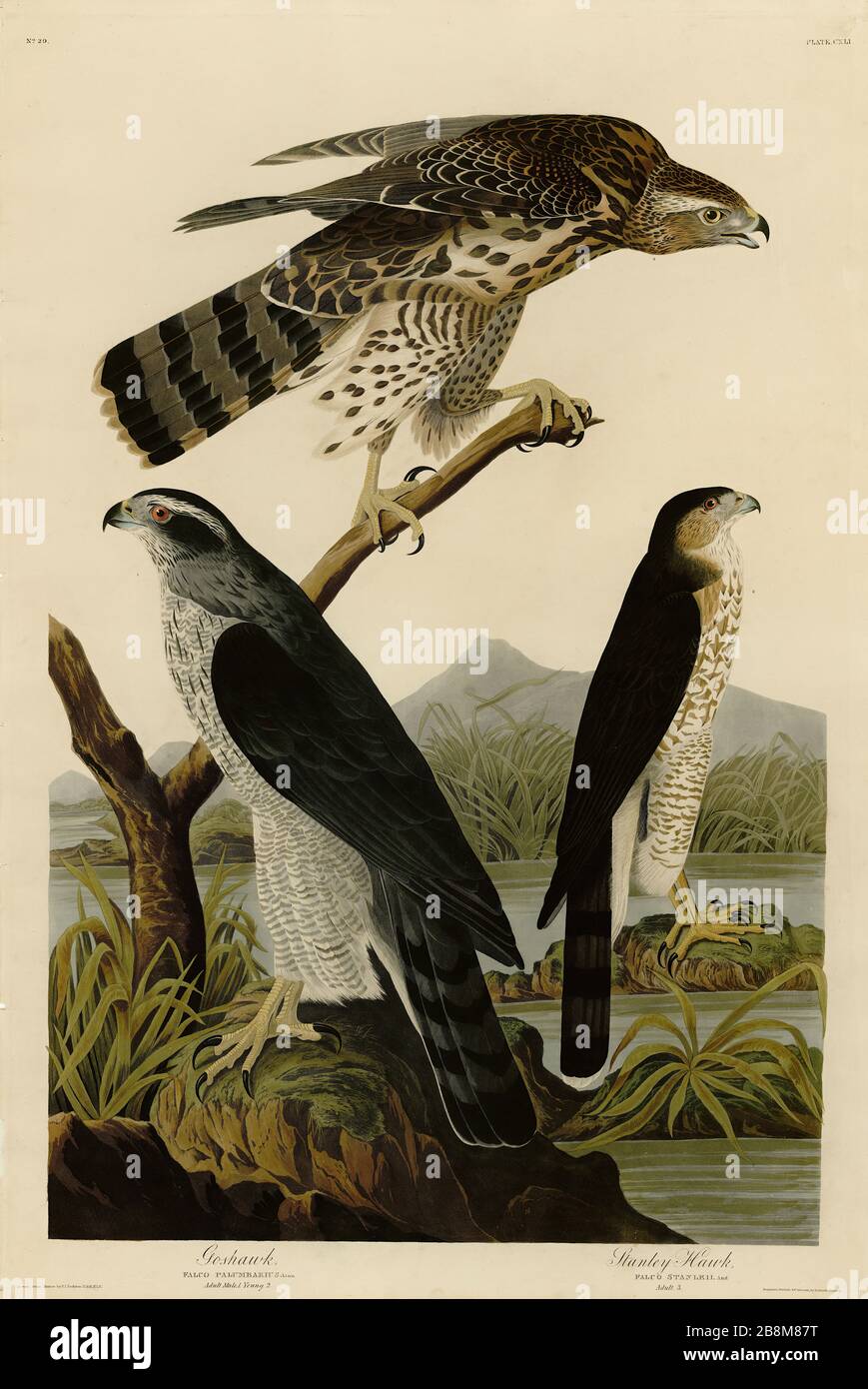 Stanley hawk Banque de photographies et d’images à haute résolution - Alamy