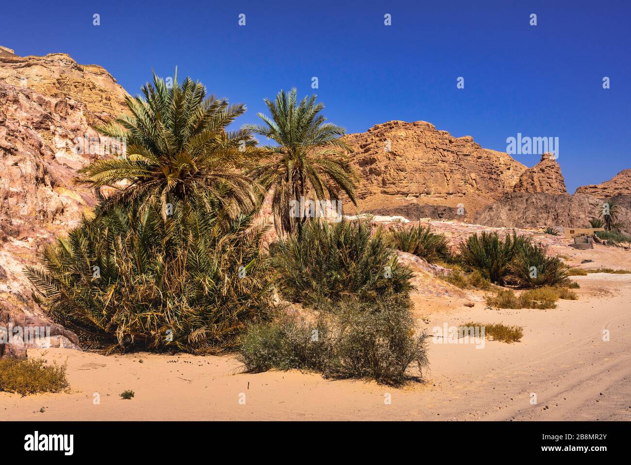 L'oasis d'Ain Khudra ou Hazeroth dans la région de grès du désert du ...