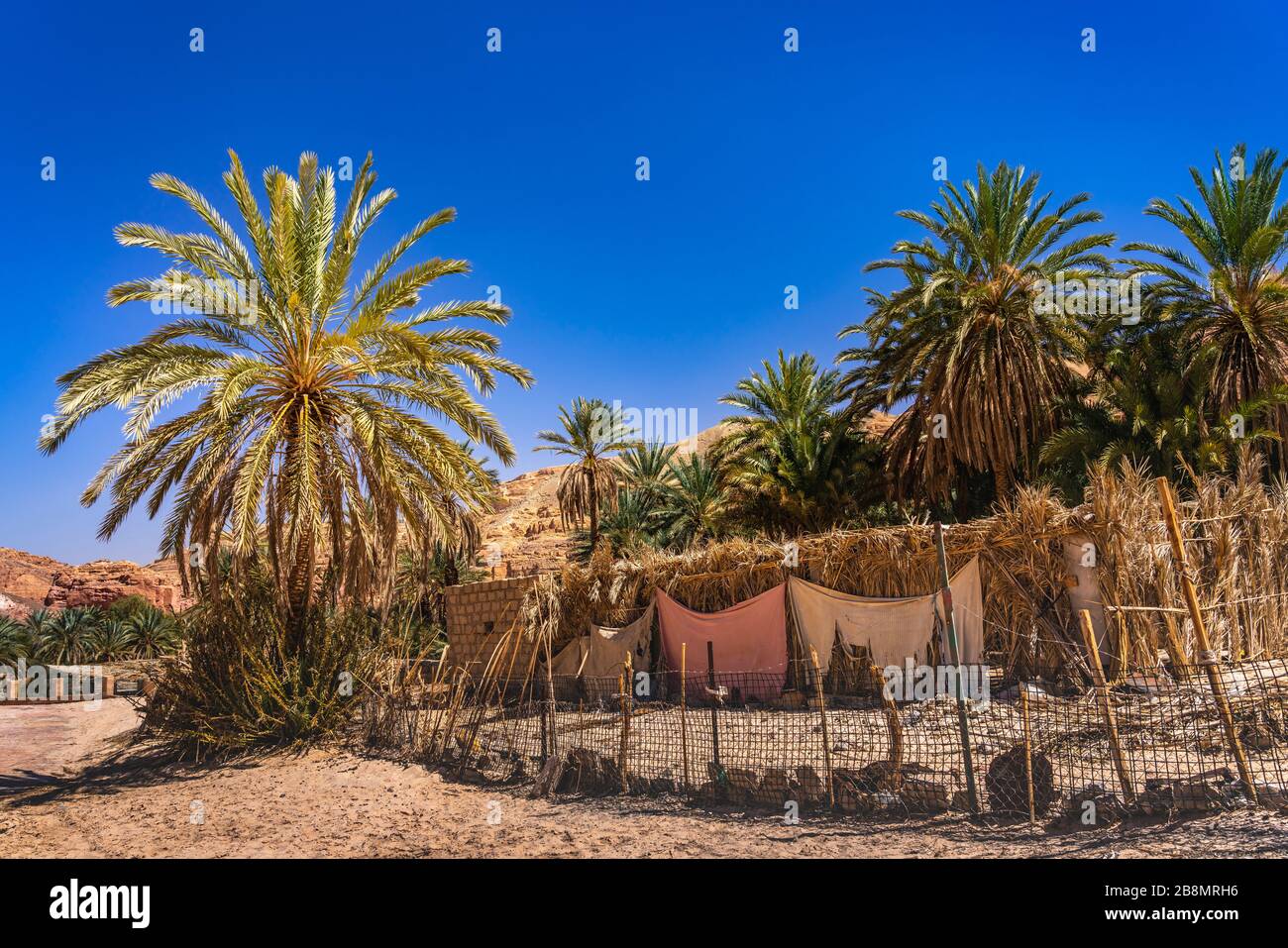 L'oasis d'Ain Khudra ou Hazeroth dans la région de grès du désert du ...