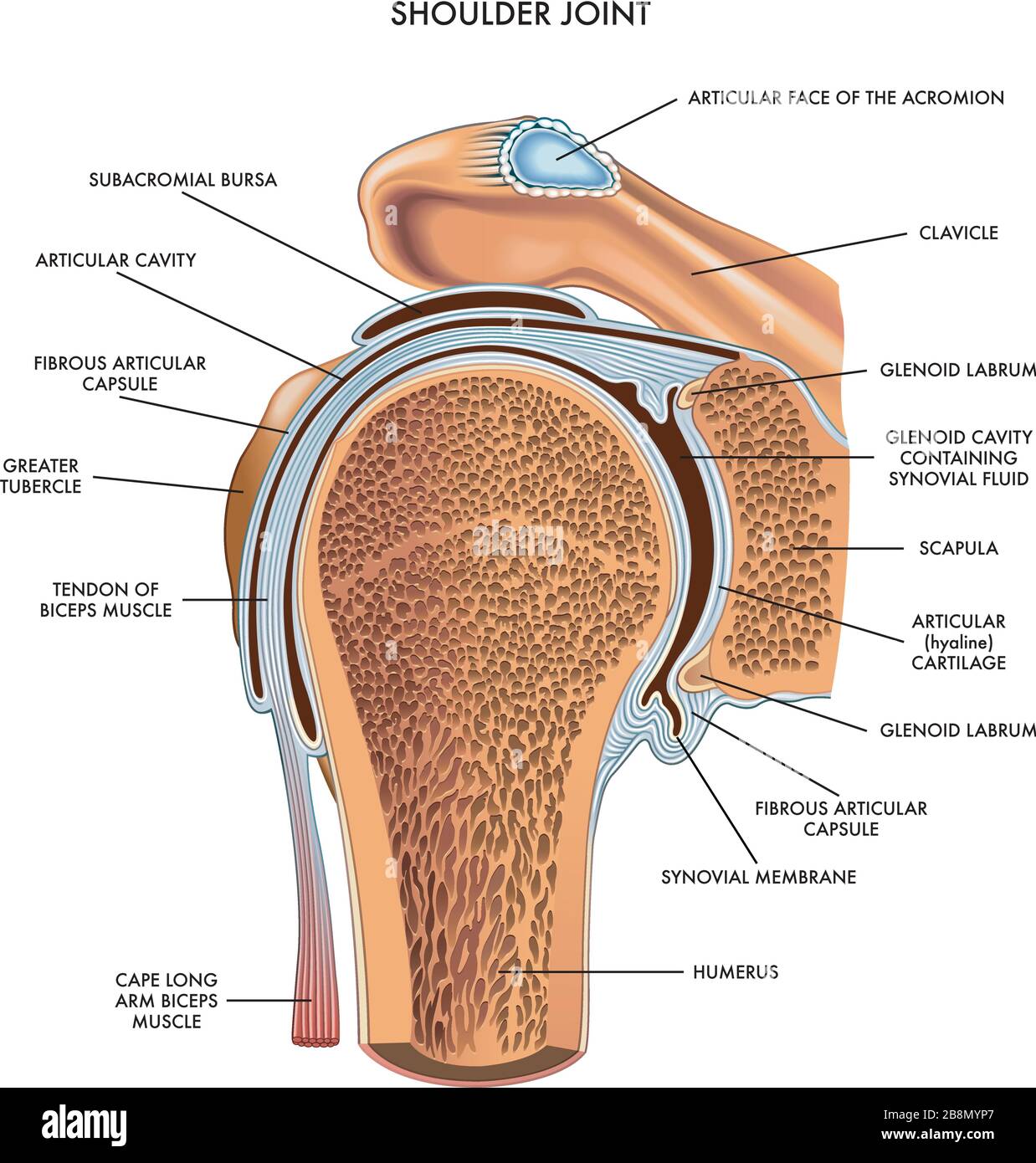 épaule anatomie Banque d'images vectorielles - Alamy