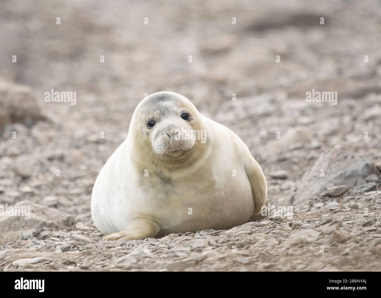 Bébé Phoque Banque d'image et photos - Alamy
