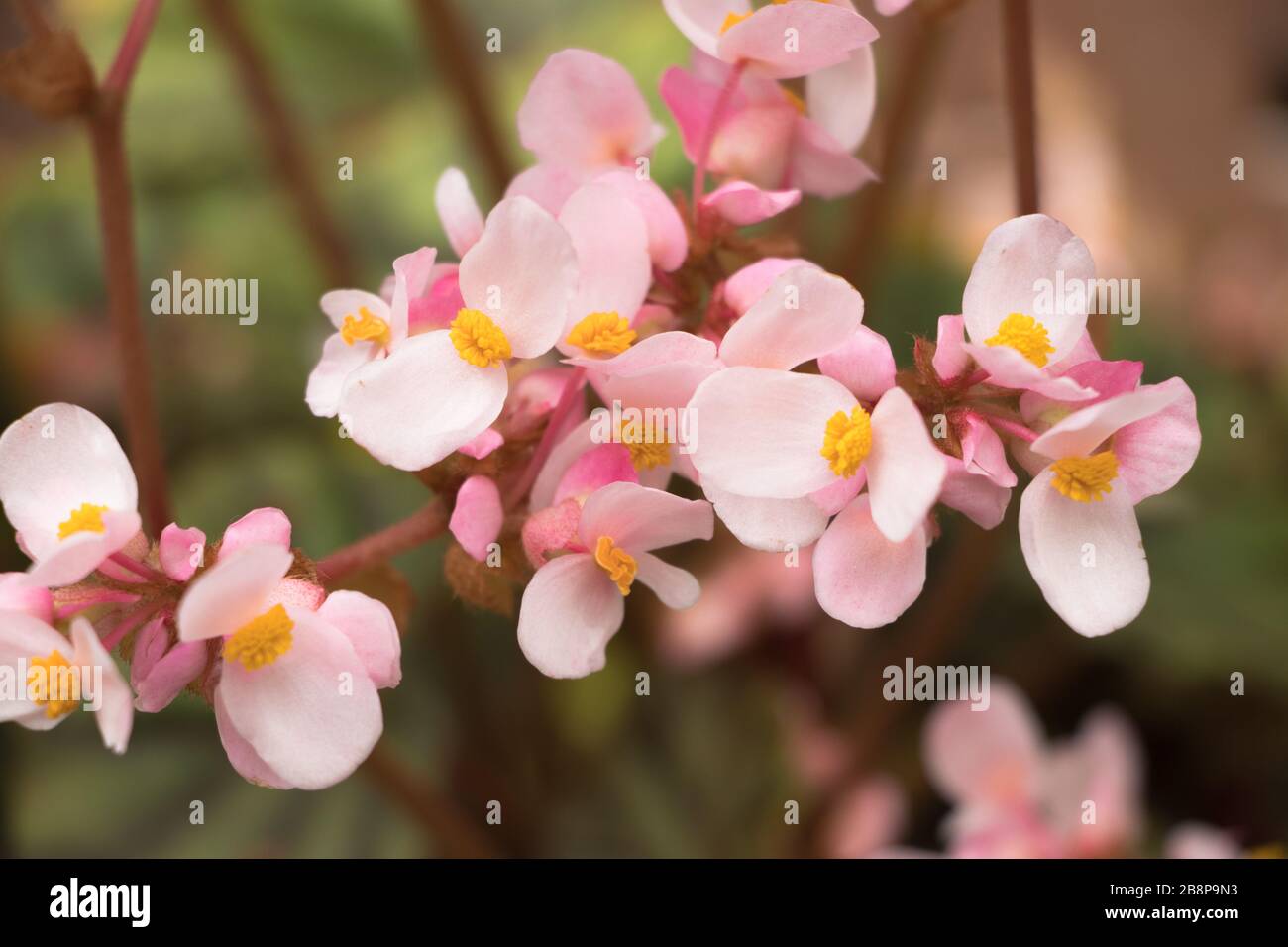 Angel wing begonia Banque de photographies et d’images à haute ...