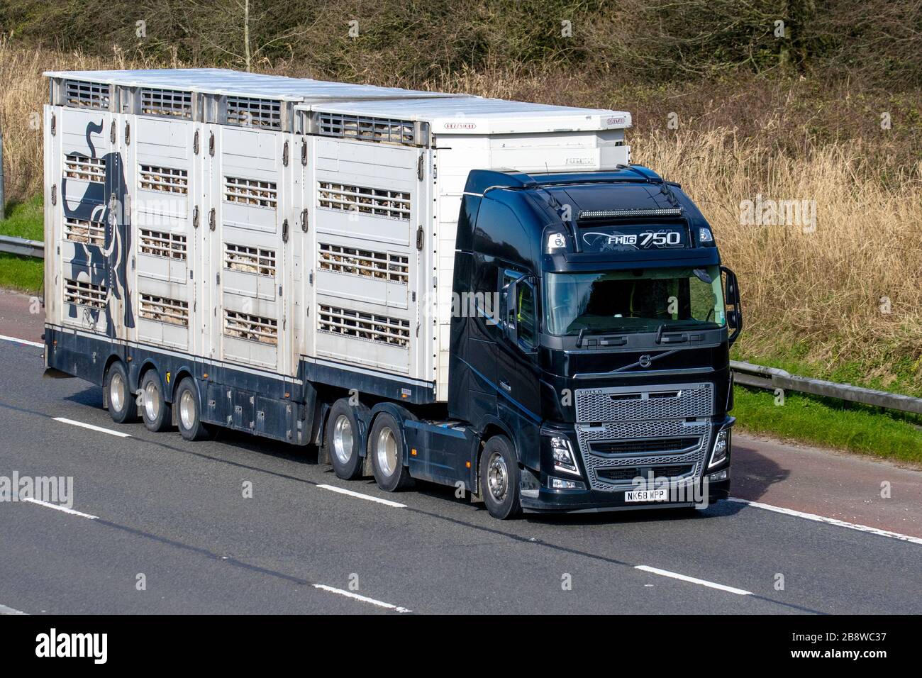Camions de livraison de bétail Haulage, camion, transport d'animaux ...