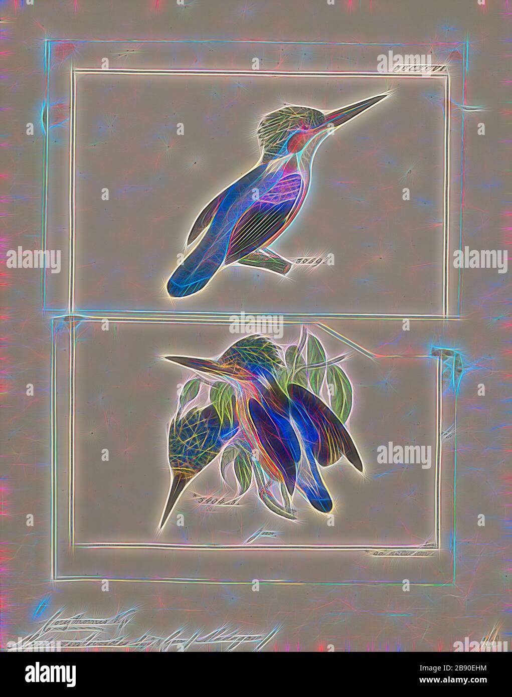 Alcedo vintsioides, Print, le kingfisher malgache ou Madagascar ...