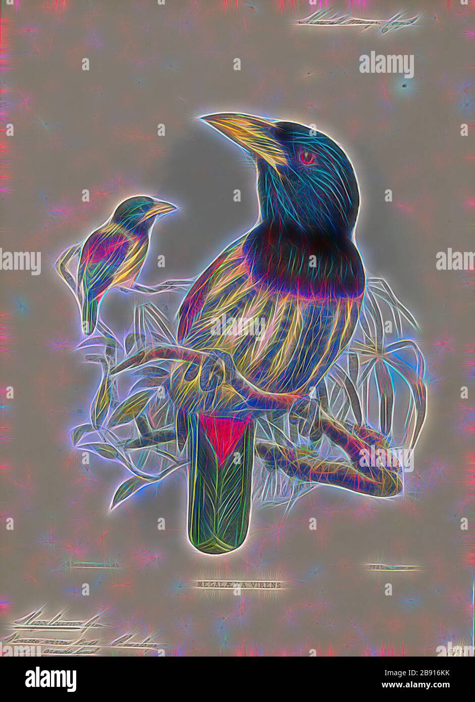 Natif de barbet asiatique Banque de photographies et d’images à haute ...