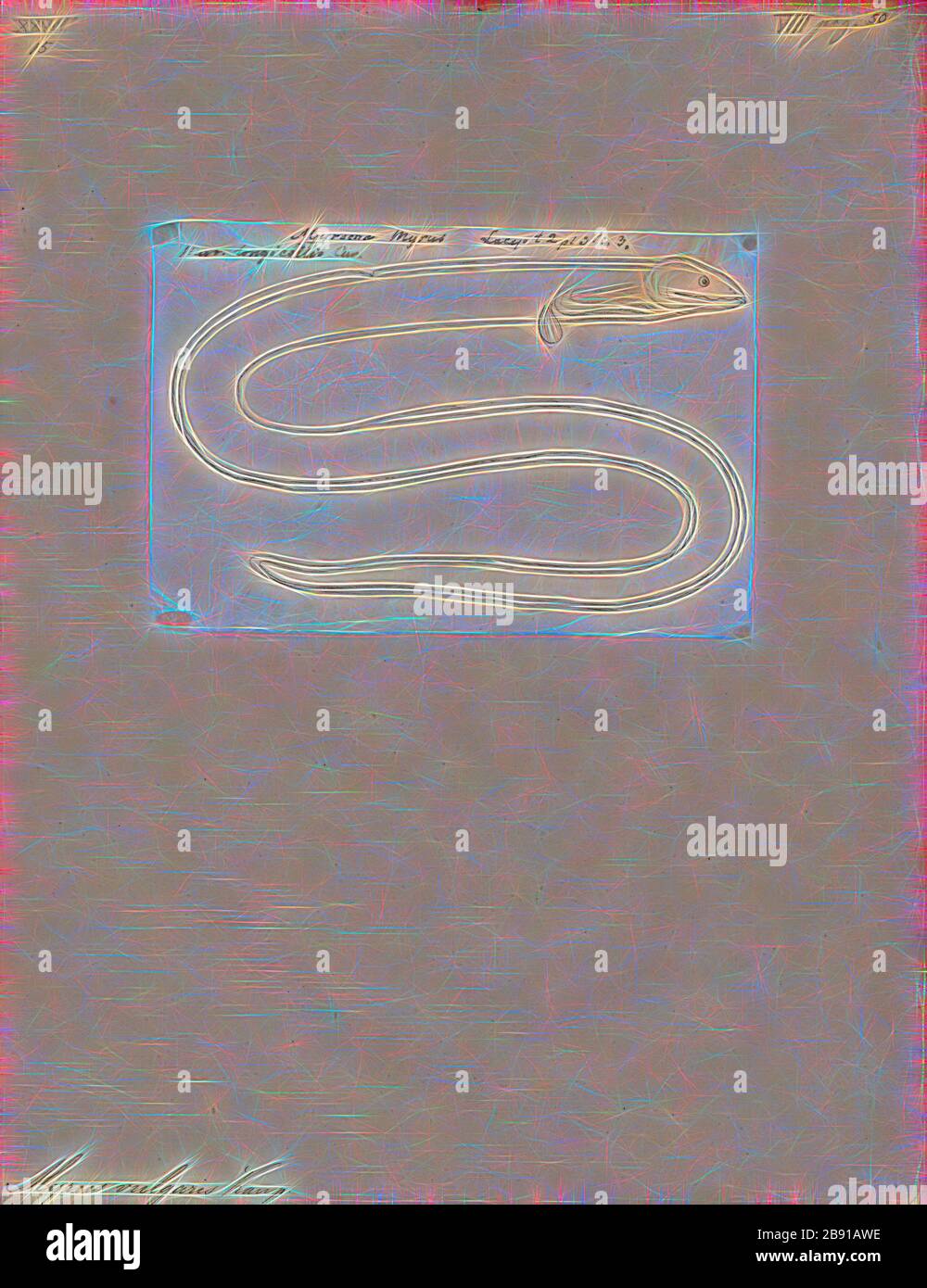 Myrus vulgaris, d'impression, de l'anguille (peint) Echelus myrus est ...