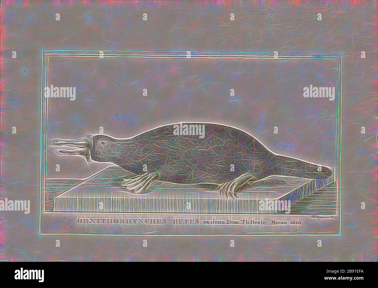 Ornithorhynchus rufus Banque de photographies et d’images à haute ...