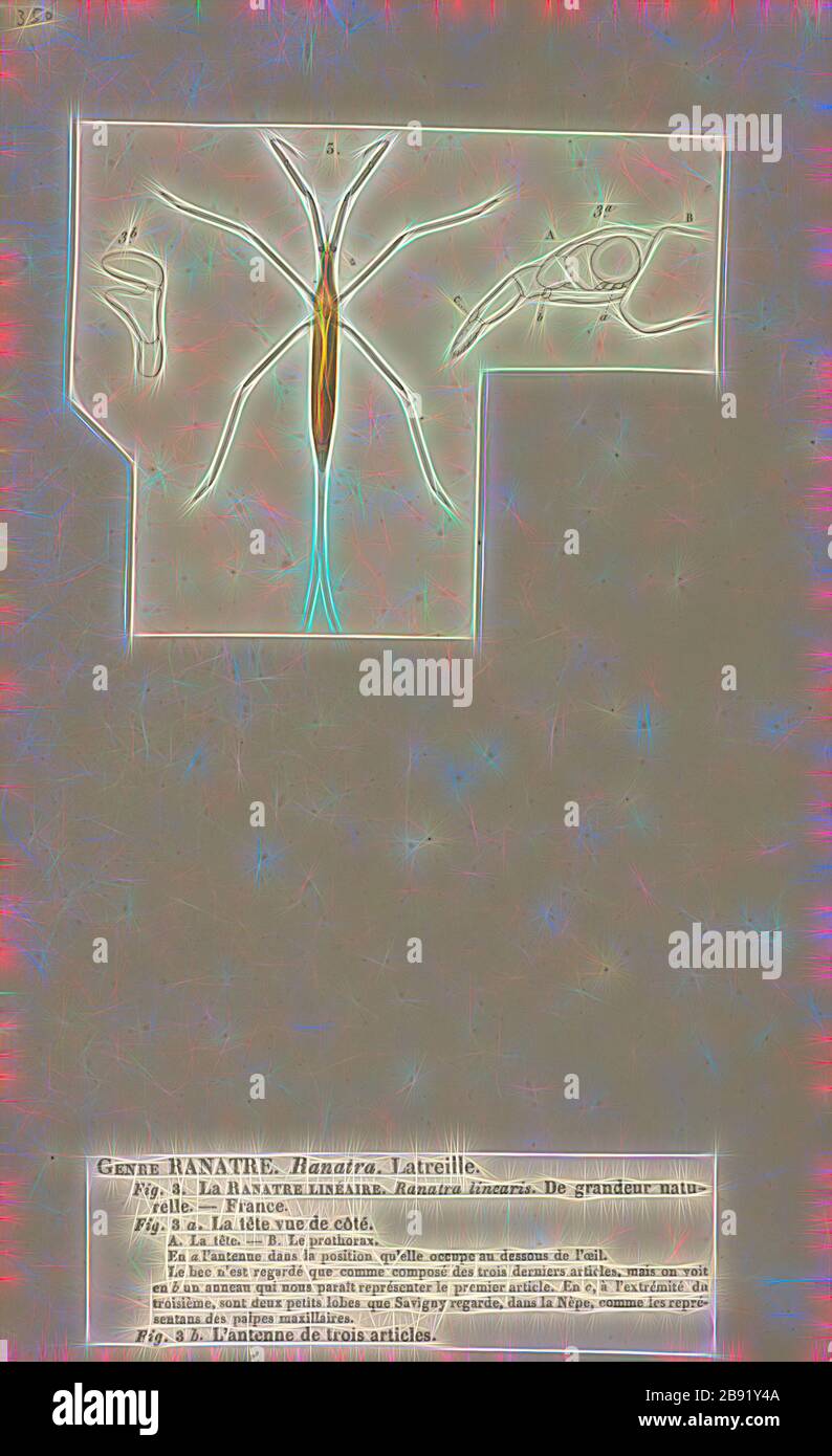 100 espèces de ranatra Banque de photographies et d’images à haute ...