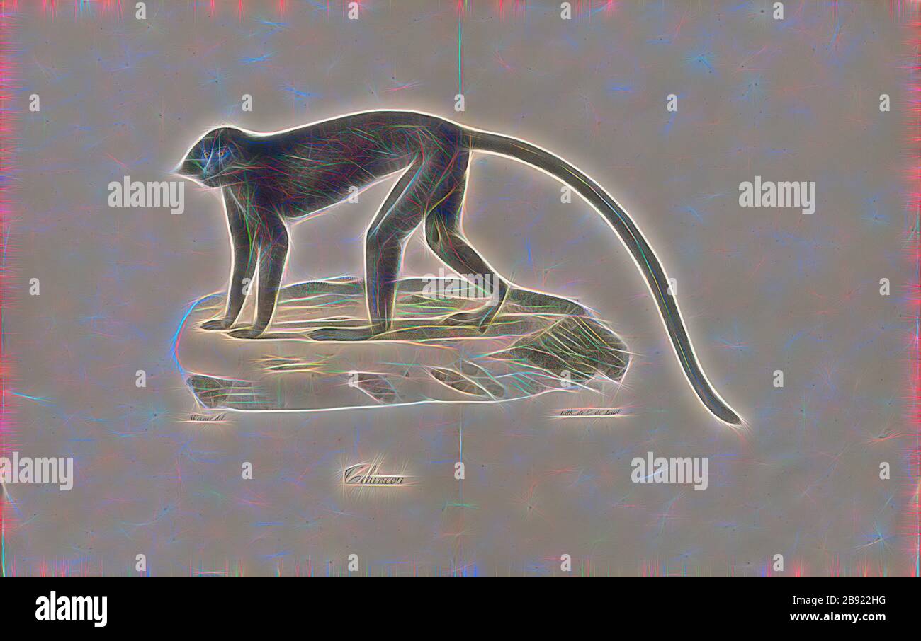 Semnopithecus maurus Banque de photographies et d’images à haute ...