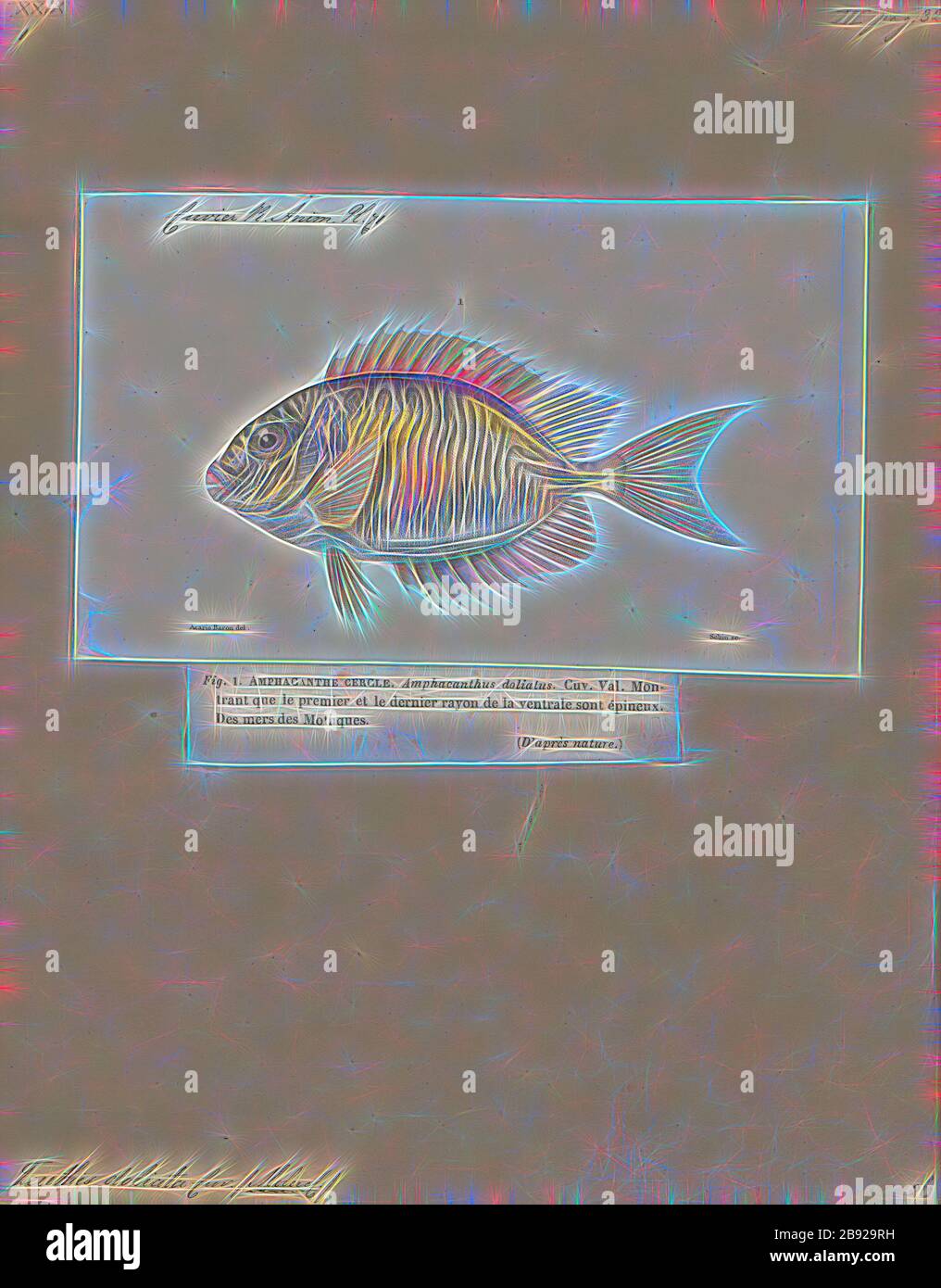 Teuthis doliata, Print, 1700-1880, repensé par Gibon, design de gaie ...