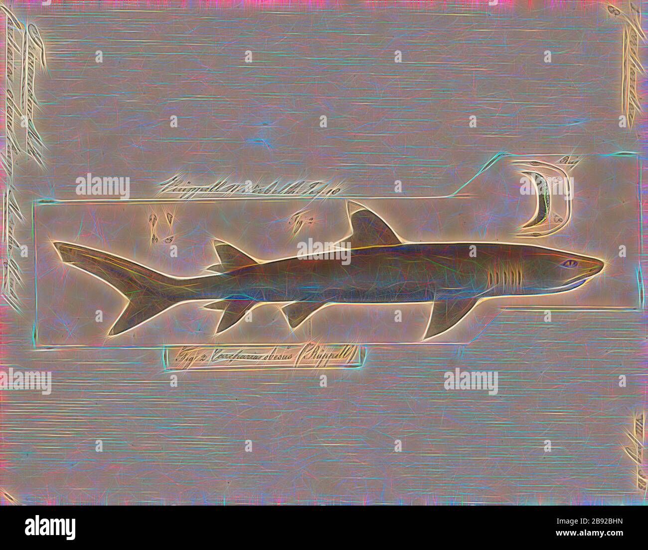 Genre de requin Banque de photographies et d’images à haute résolution ...