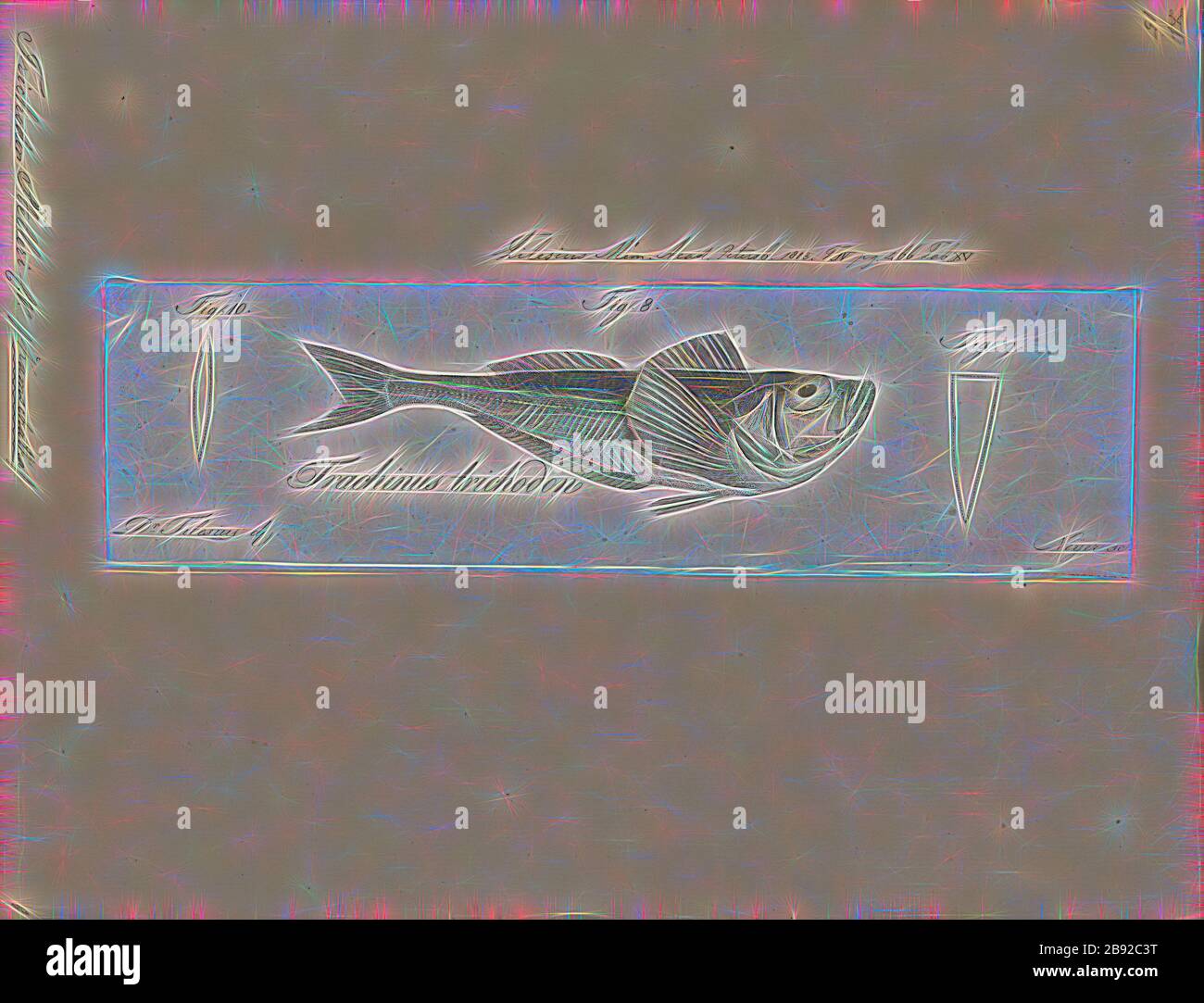 Trichodon stelleri Banque de photographies et d’images à haute ...