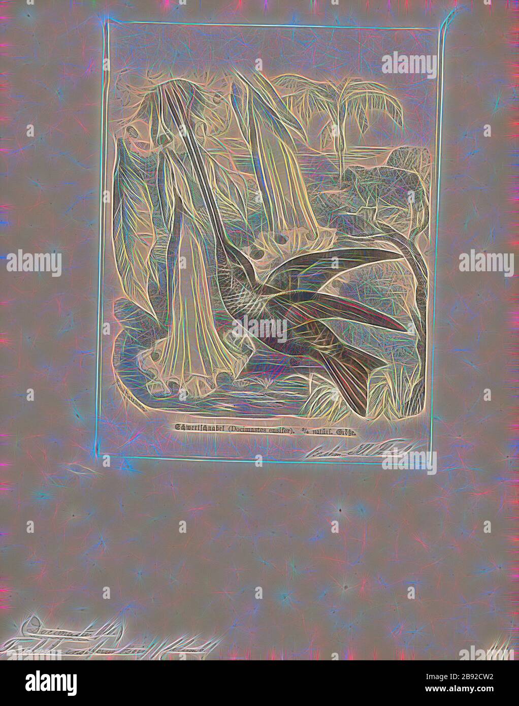 Trochilus ensiferus Banque de photographies et d’images à haute ...