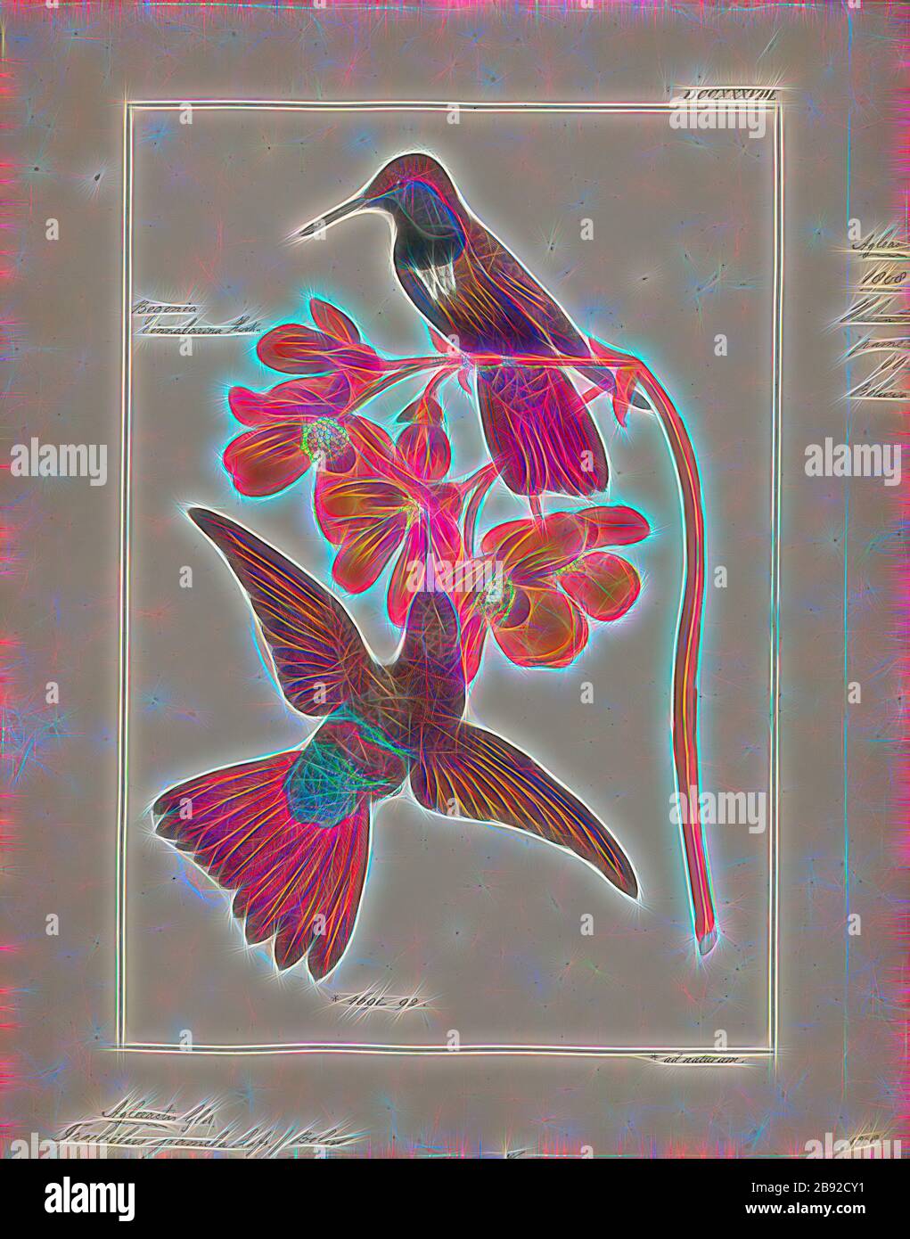 Trochilus pamela Banque de photographies et d’images à haute résolution ...