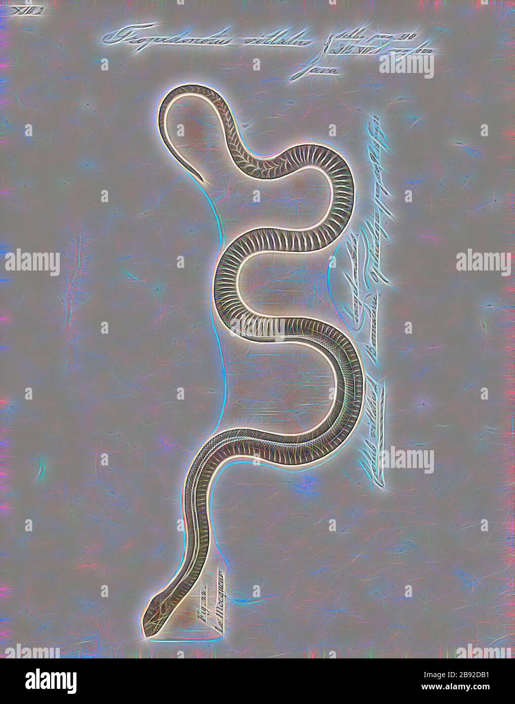 Tropidonotus vittatus, Print, 1700-1880, repensé par Gibon, design de ...